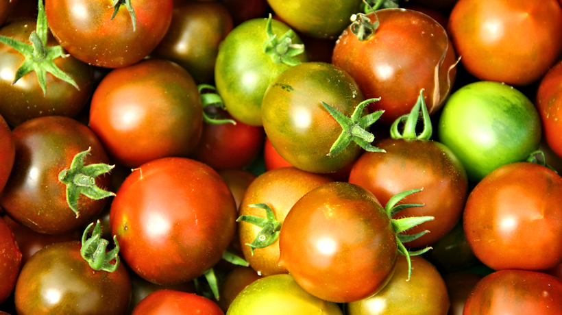 Pomodoro camone, da sardo a svizzero | Cibovagare