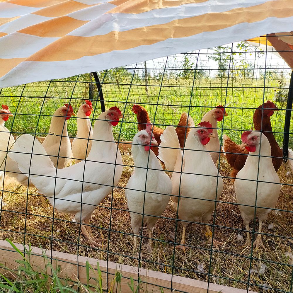 Il pollaio sociale di Milano | Cibovagare