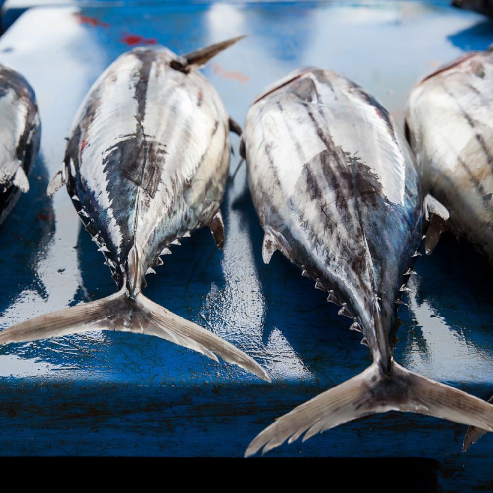 Tonno: ricette e curiosità su uno dei pesci più amati dagli italiani ...